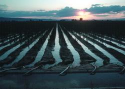 Surface irrigation • Integrated Water Resource Management - from ...