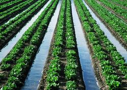Furrow irrigation • Integrated Water Resource Management - from ...